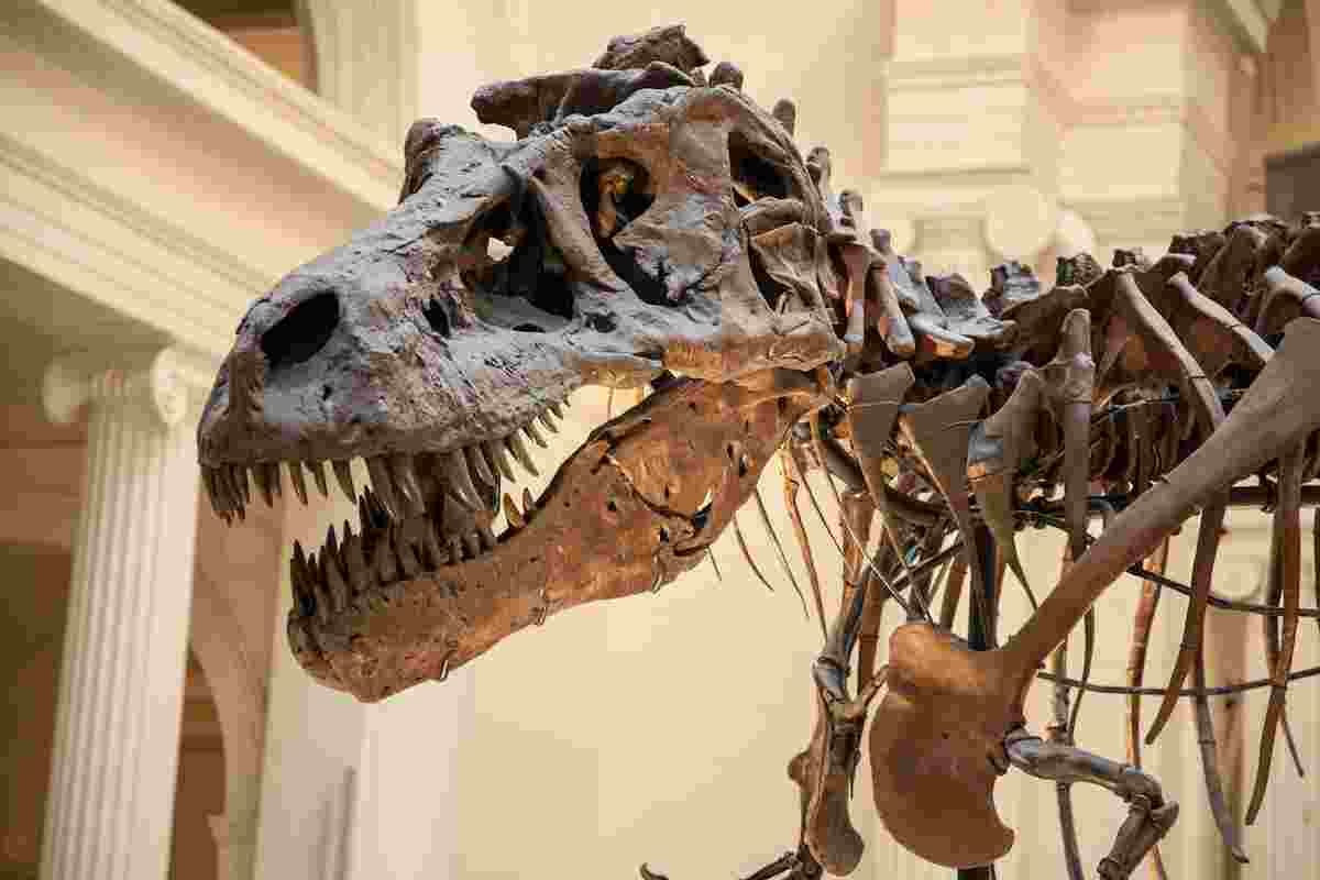 How Many Teeth Does A T. Rex Have?