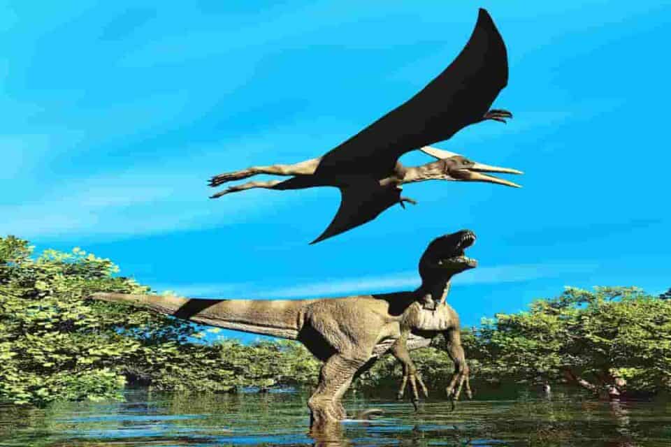 Is A Pterodactyl A Dinosaur? The Surprising Facts (Plus What’s Cool ...