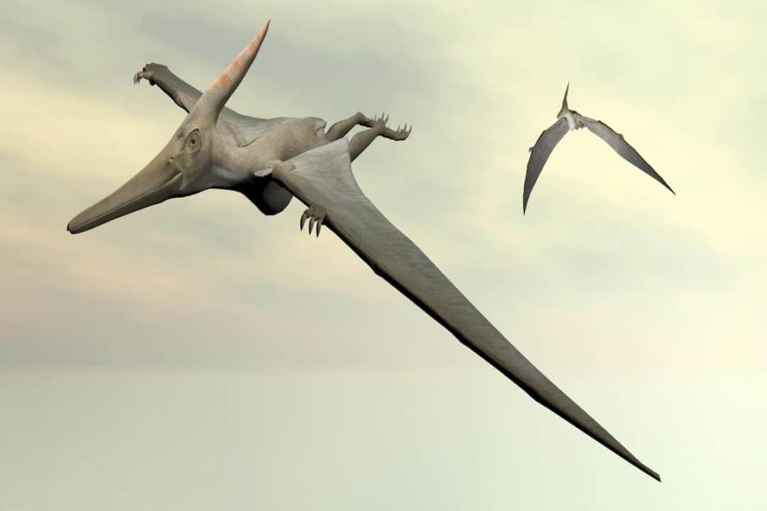 How Many Types of Flying Dinosaurs Are There? – Adventure Dinosaurs
