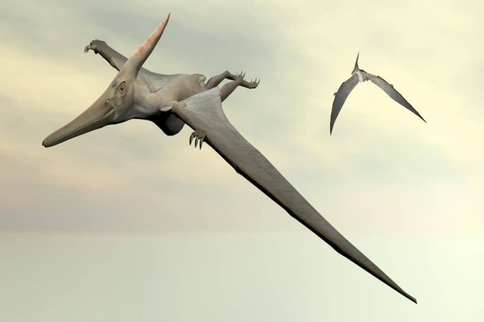 Sky Giants: How Many Types Of Flying Dinosaurs Are There?