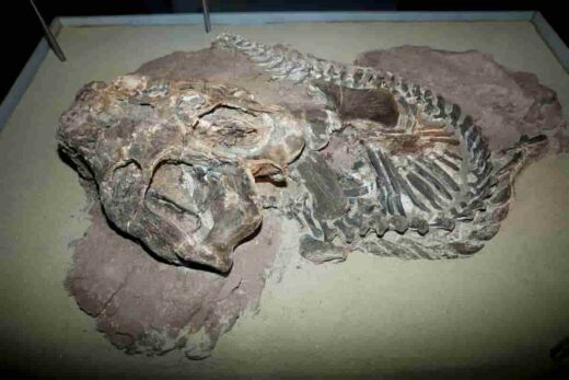 Paleontology Uncovered: Have Dinosaur Fossils Been Found On Every ...