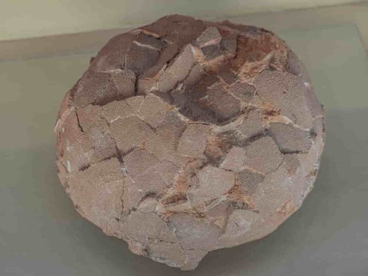 Cracking The Mystery: How Big Are Dinosaur Eggs Really?